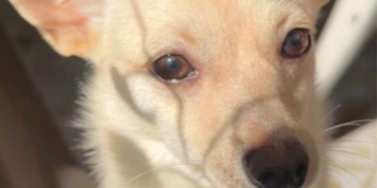 Dog finds her forever home, but days later, a sickening phone call ...