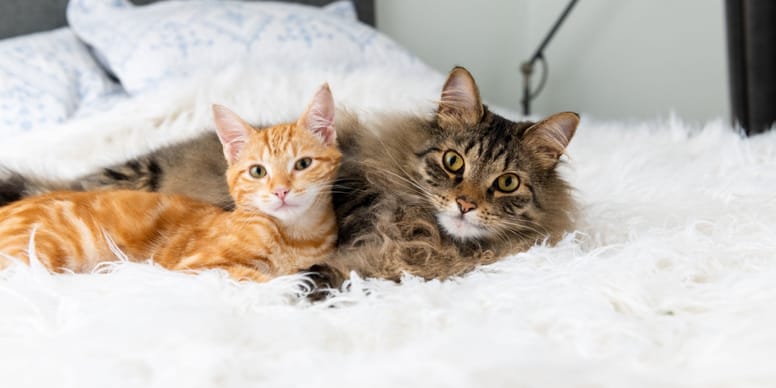 Accueillir un deuxième chat : comment assurer une bonne cohabitation ...