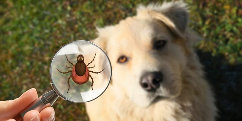Cómo quitar una garrapata a un perro sin pinzas de manera efectiva