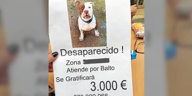 Como robar un perro en España es más fácil de lo que piensas