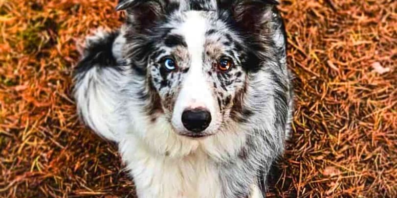 Cruces border collie y pastor belga, labrador, golden retriever y más
