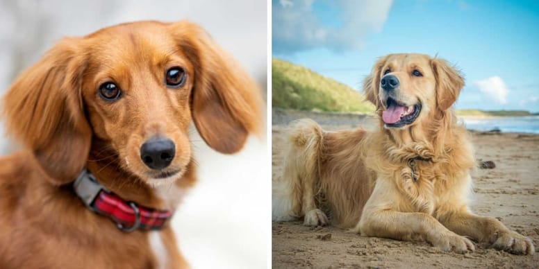 Teckel en Golden Retriever worden ouders: de puppy is een echte blikvanger!