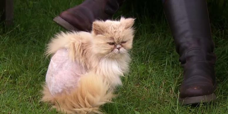 Kijkers in shock: waarom kat Muis van Rob uit B&B Vol Liefde ineens ...