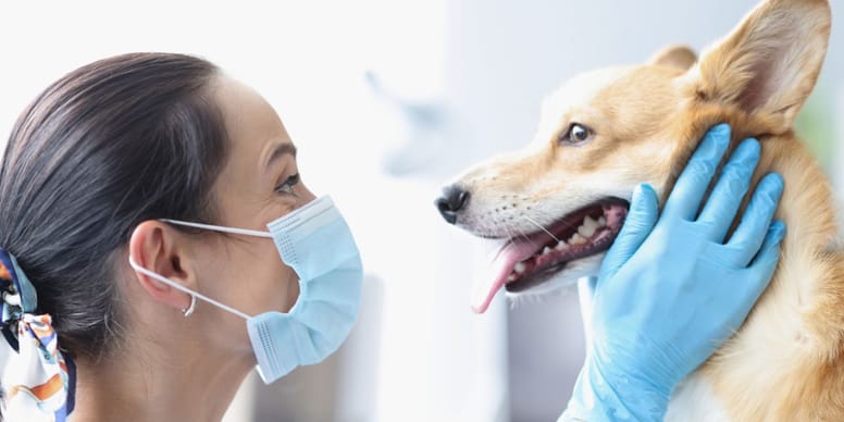 Détartrage Chien : prix, durée et remèdes naturels