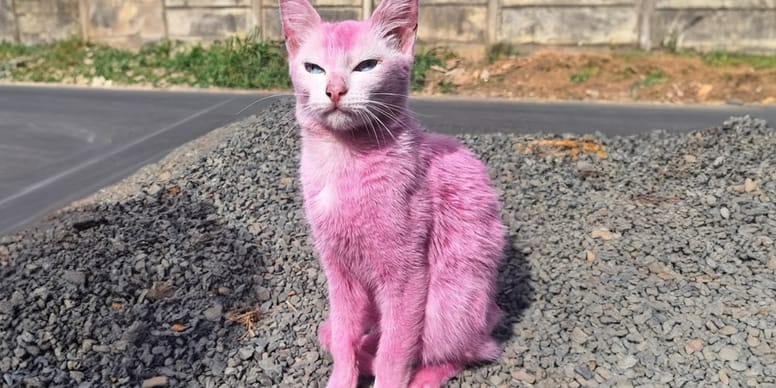 Beelden van roze kat gaan viraal: ‘Ze likt zichzelf langzaam dood’