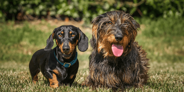 Different types of Dachshunds with pictures