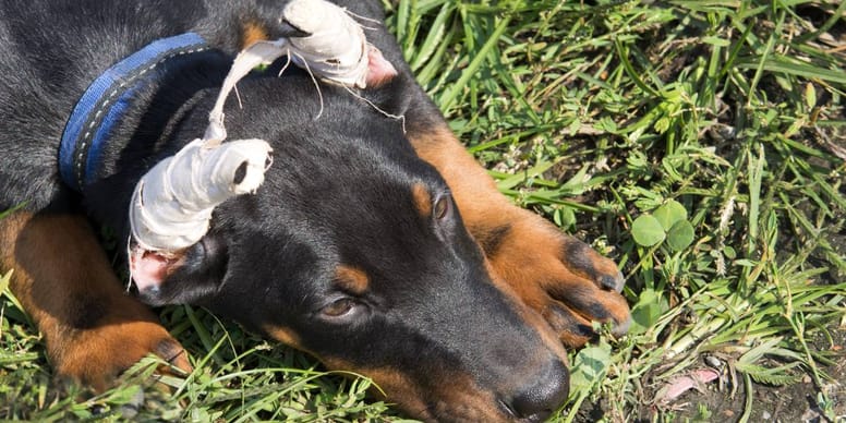 Dobermann Ohren Kupieren Ist Das Erlaubt Dobermann Ohren Kupieren Ist Das Erlaubt