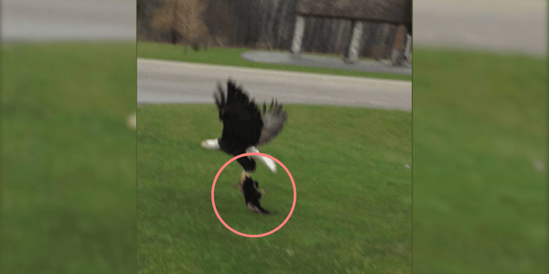 People horrified when they see eagle swoop down and snatch something ...