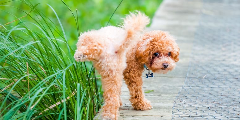 Ematuria nelle urine del cane: a cosa è dovuta?