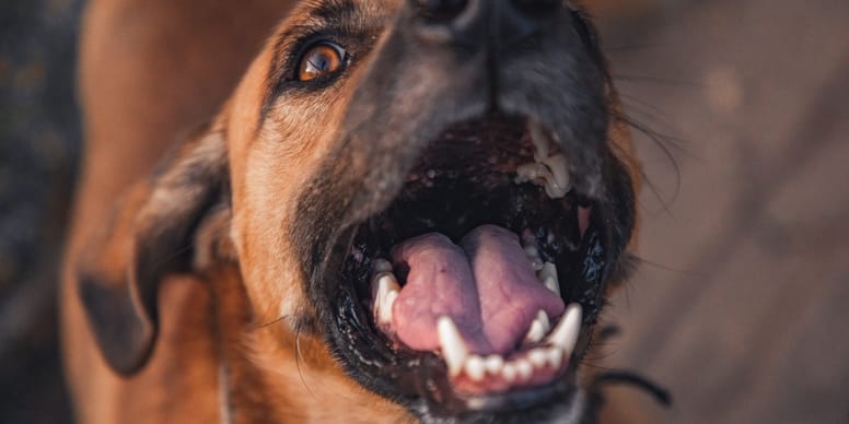 Epuliden bei Hunden: Alles über Ursachen und Behandlung