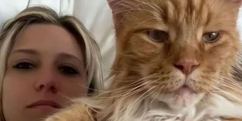 Deze kat is net zo groot als een 9-jarig kind – en hij wandelt gewoon ...