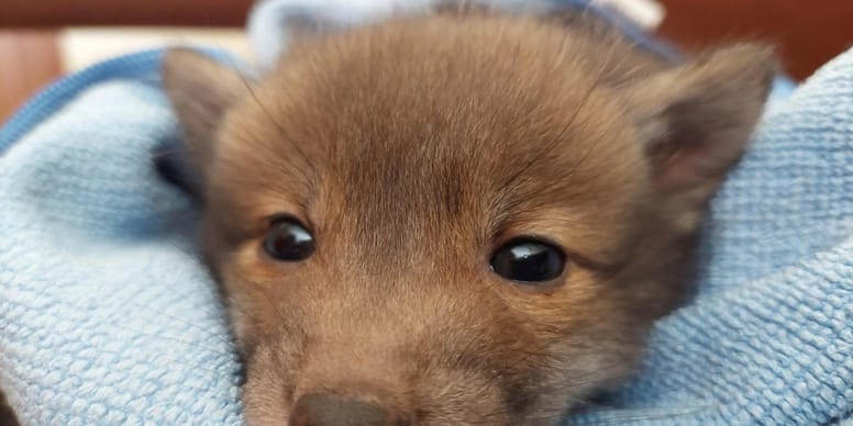 "It wasn't a dog": Walker shocked after bringing wild animal into ...