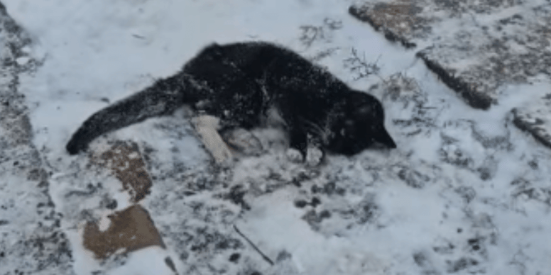 Frozen cat drags herself up driveway, in final attempt to get some help ...