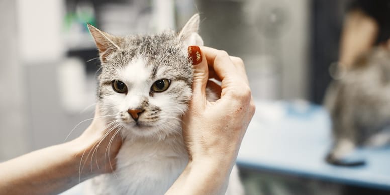 Gale des oreilles Chat : symptômes, cause et traitement
