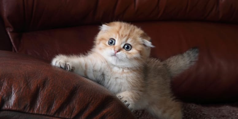 TOP 9 de las razas de gatos con la cara chata