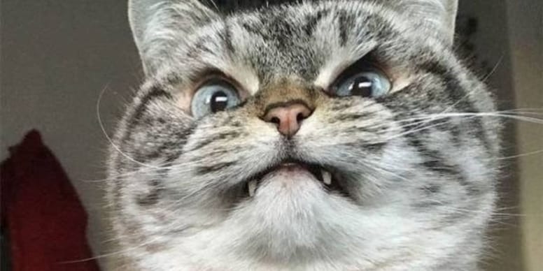 20 fotos de gatos que dan miedo
