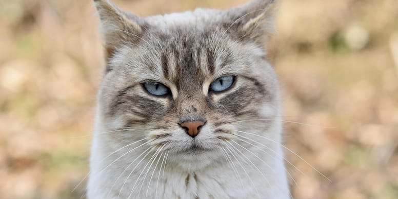 Capisci davvero il tuo gatto? Un nuovo studio rivela perché spesso ...