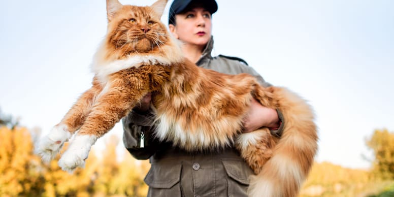Gatto più grande del mondo: il record felino