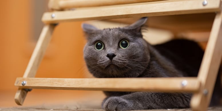 Gatto spaventato: cosa fare e come calmarlo
