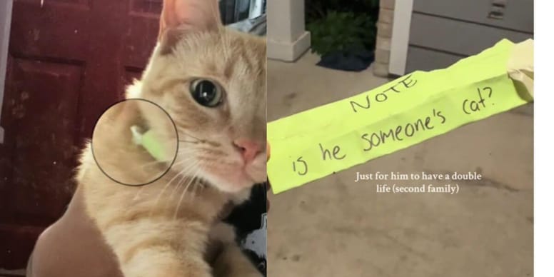 Cat returns home with note on collar revealing secret ‘double life’