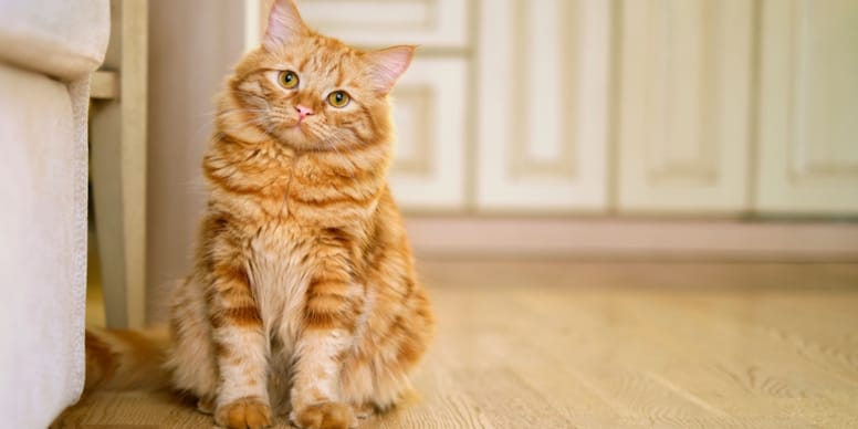 Glossaire du chat