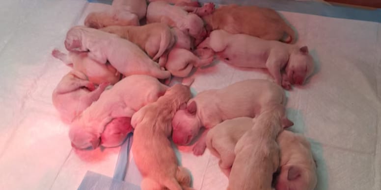 Zeldzaam nest: golden retriever Sheila verrast baasje met 14 puppy’s