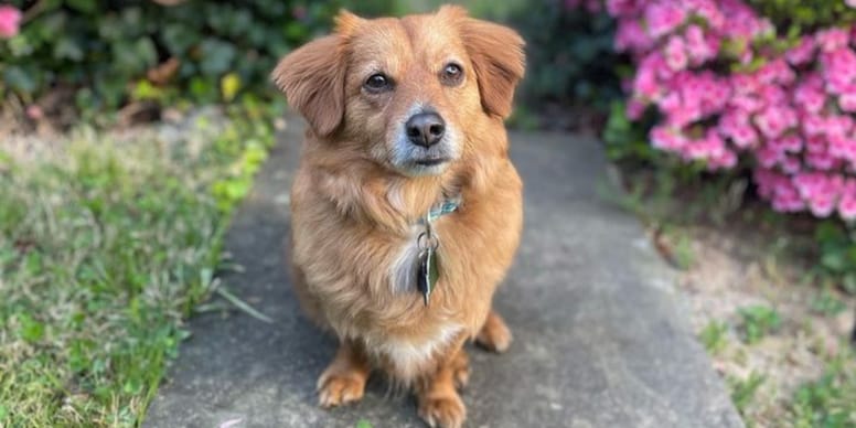 Golden-Retriever-Dackel-Mix: Golden Dox!