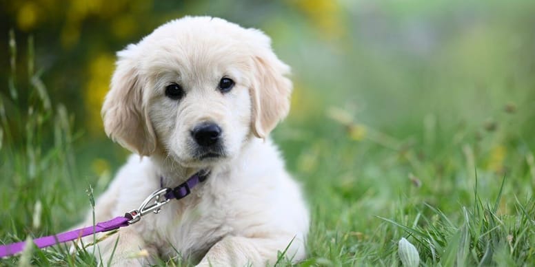 The rise of positive reinforcement: how puppy training has evolved