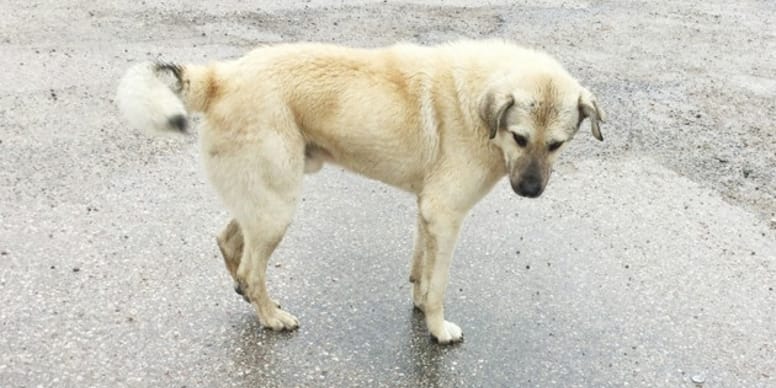 Pourquoi mon chien gratte le sol après avoir fait ses besoins