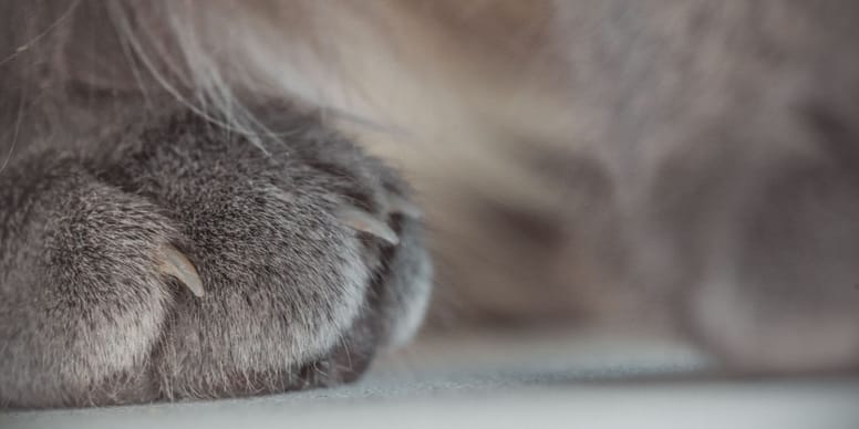 Que faire en cas de griffe incarnée chez le chat