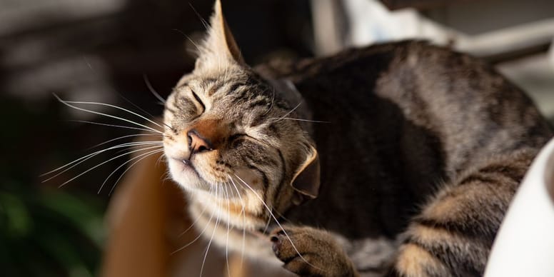 Haarlinge: Katze behandeln und schützen