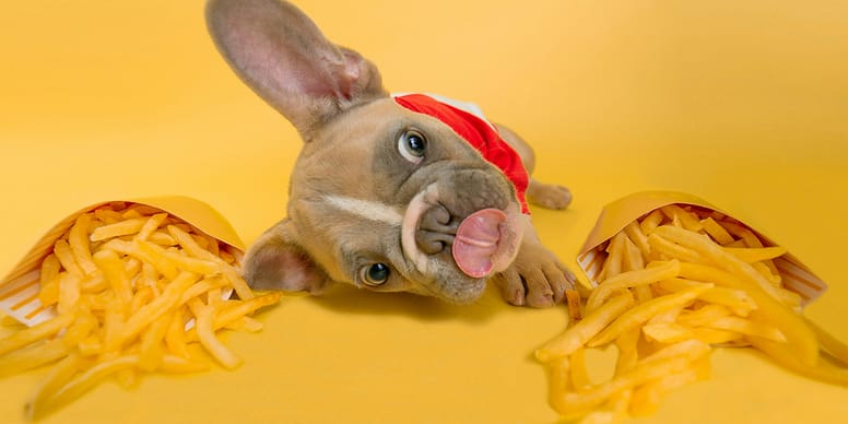 Hond mee naar Mcdonalds? Dit moet je weten