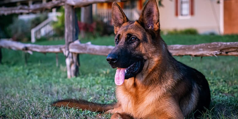 Duitse Herder Anti, die Brandy speelde in Netflix serie AfterLife, is ...