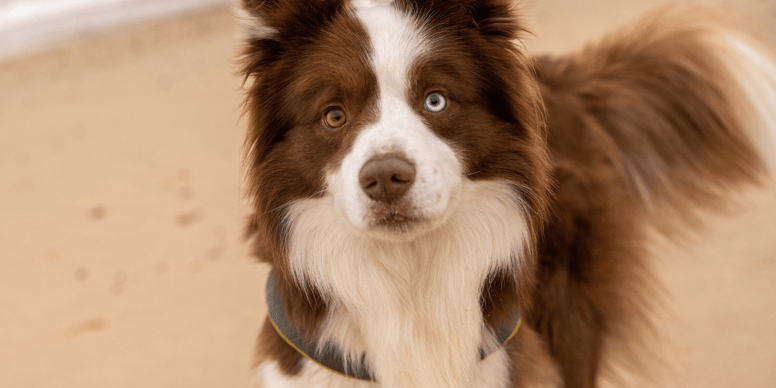 ¿Cuánto ejercicio necesita un border collie? Necesidades físicas de ...