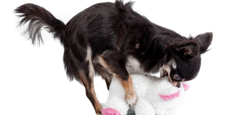 Hündin rammelt: Gründe und Maßnahmen dagegen