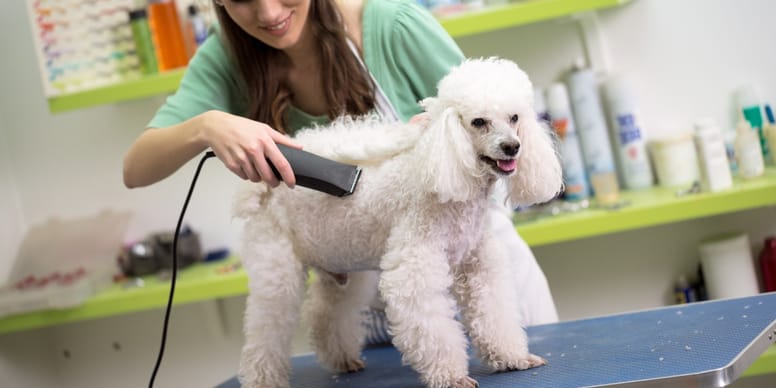 Hunde scheren: Das sind die wichtigsten Hinweise und Tipps