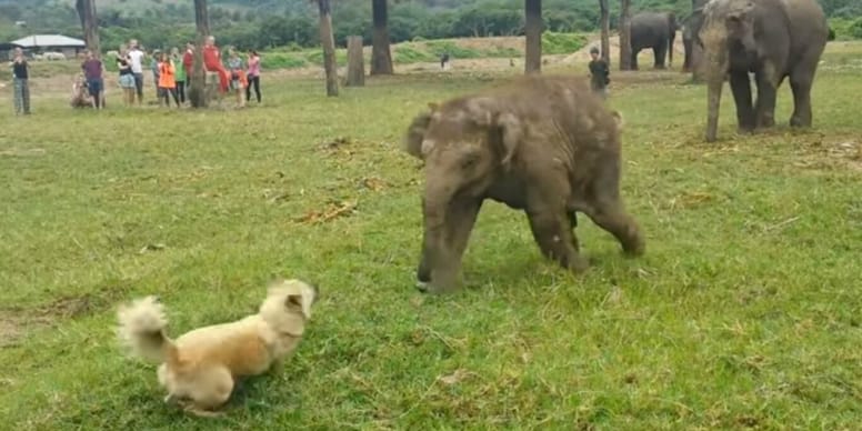 Elephant charges at a dog: Then everything changes in a flash