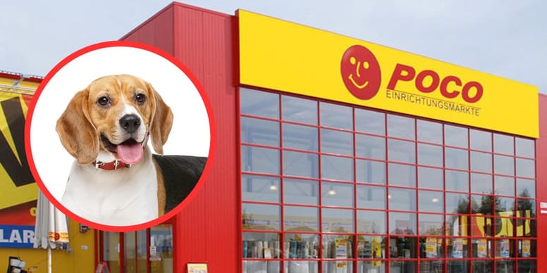 Sind bei Poco Hunde erlaubt?