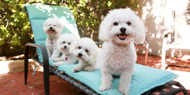 Hund mit Locken: Die 11 schönsten Rassen