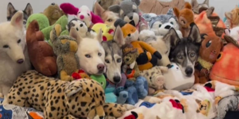 How many real dogs are hidden in this picture? Probably more than you ...