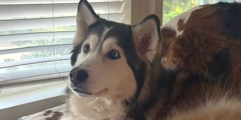 Husky ogląda film o psim bohaterze. Jego reakcja chwyta za serce! (video)