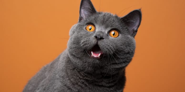 I gatti vedono i colori? La vista di Micio