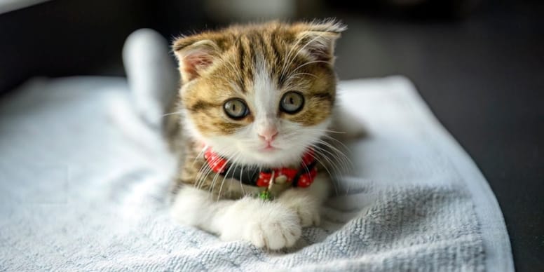 Gatto più piccolo del mondo: caratteristiche e curiosità