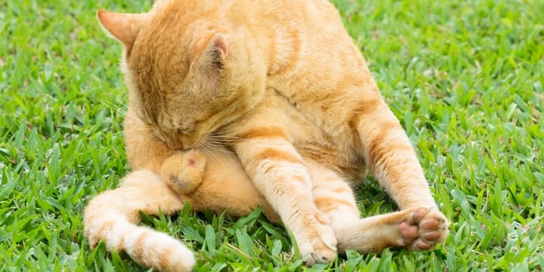 Alles wat je wilt weten over de ballen van een kat - Wamiz