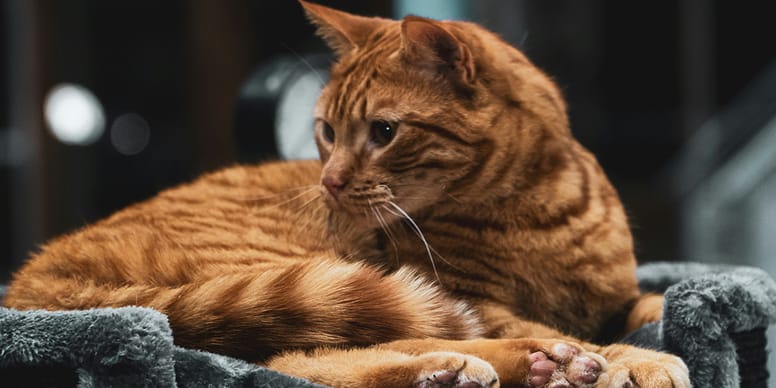 Dit zijn de mooiste kattennamen voor een tabby kat in 2025