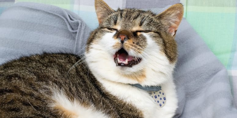 Wenn die Katze schwer atmet: So erkennen sie es und so handeln Sie im ...