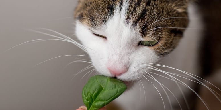 Erstaunlich Fressen Katzen Spinnen Ebenbild