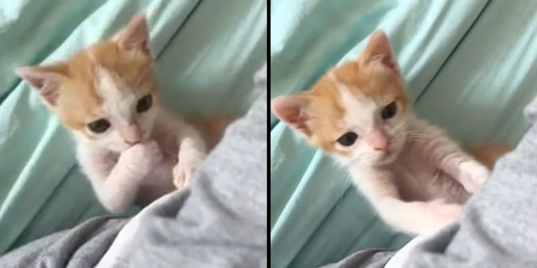 Ratuje małego kociaka w strugach deszczu. W domu maluch robi coś, co topi jej serce (video)