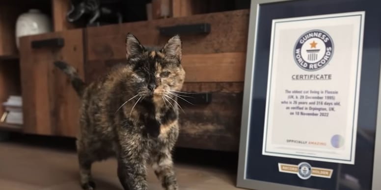 De oudste kat ter wereld - hoe oud is hij?