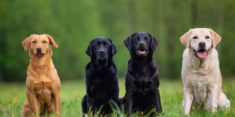 Pies podobny do labradora: jakie to rasy?